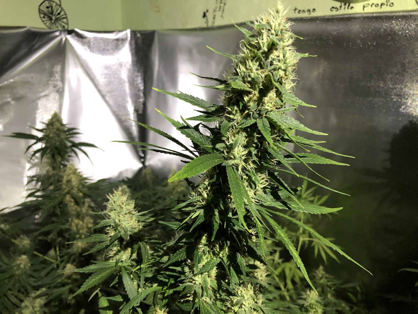 Fotos: Cae el clan líder del tráfico de marihuana en Calahorra | La Rioja